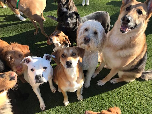 Dog Boarding